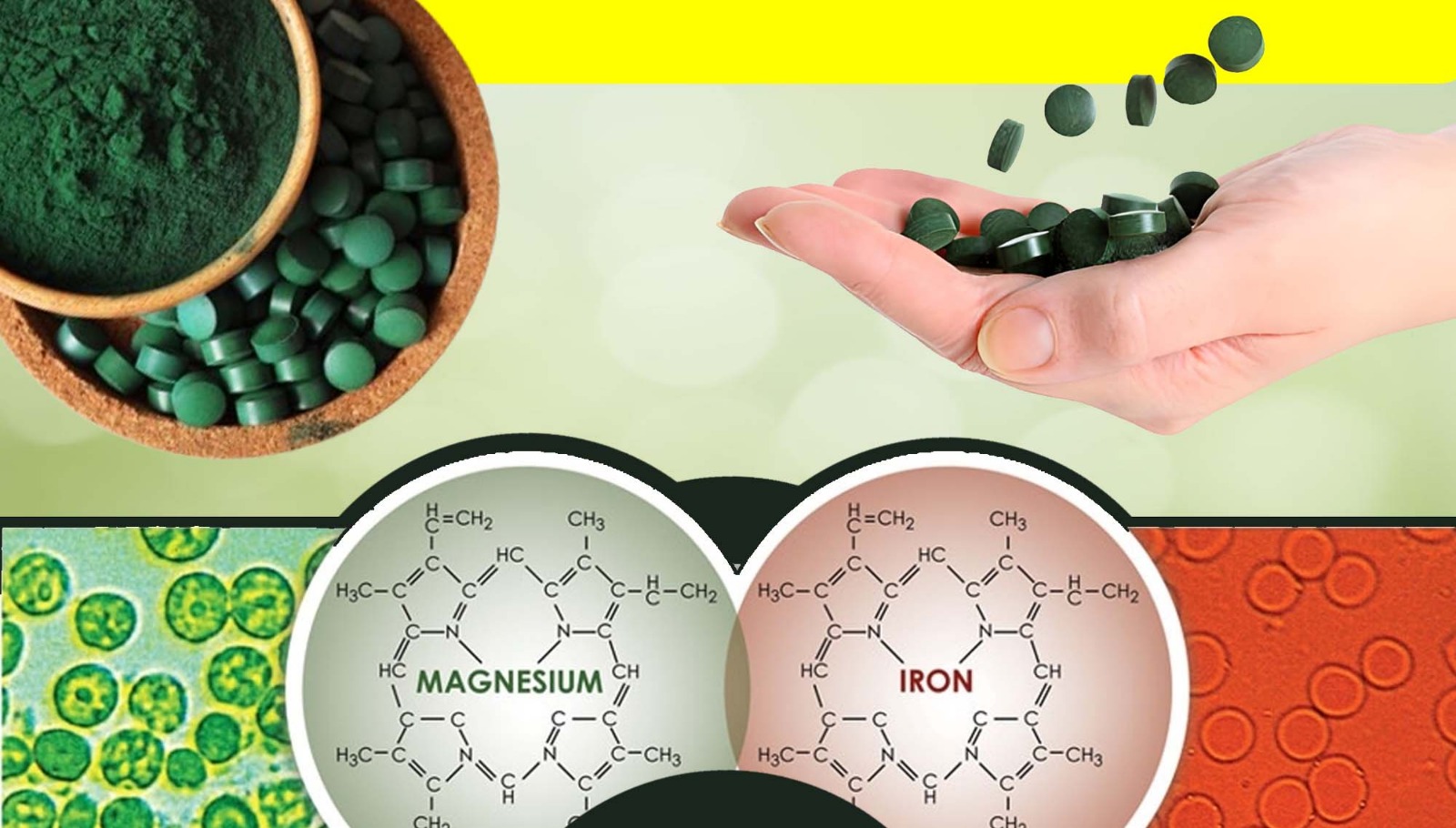 Chlorophyll vs. Hemoglobin: Why Spirulina is Called Green Blood - Dr ...
